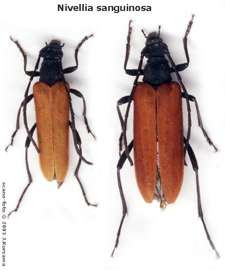 Galeria Fotografii Cerambycidae